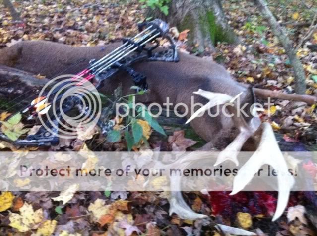 Goofy bucks and unique racks thread! | Page 2 | Archery Talk Forum